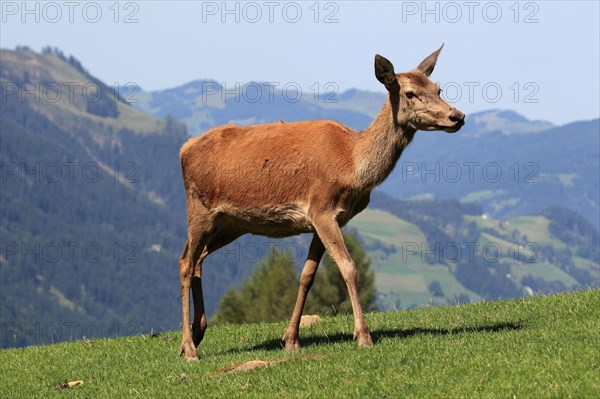 Red deer - Photo12-imageBROKER-W. Layer
