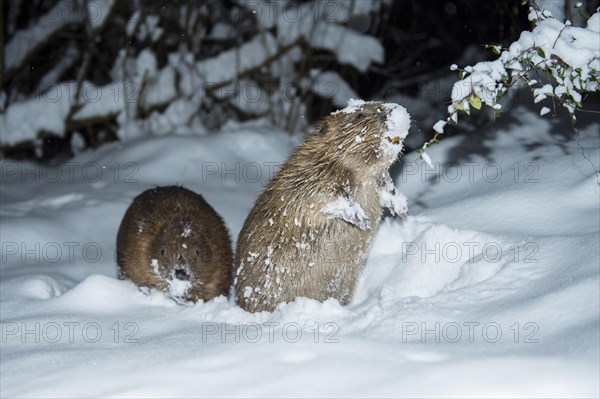 European beaver - Photo12-imageBROKER-C. Kutschenreiter