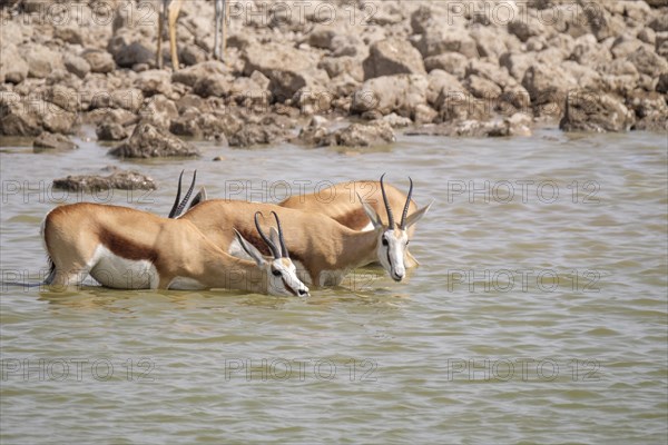 Springboks - Photo12-imageBROKER-Anette Mossbacher