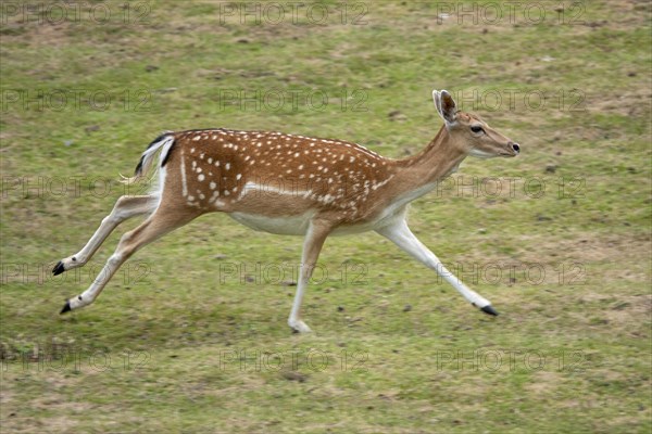 Fallow deer - Photo12-imageBROKER-Christof Wermter