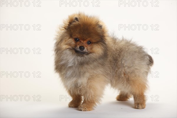 Miniature spitz - Photo12-imageBROKER-P. Wegner