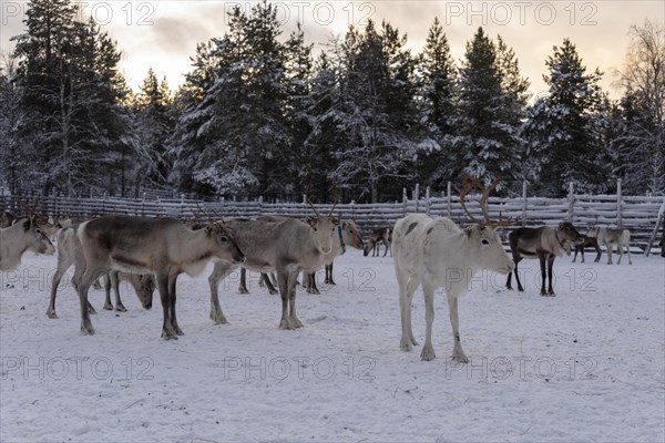 Reindeer in an enclosure - Photo12-imageBROKER-Stephan Schulz