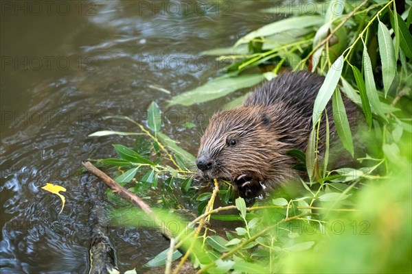 European beaver - Photo12-imageBROKER-Farina Grassmann