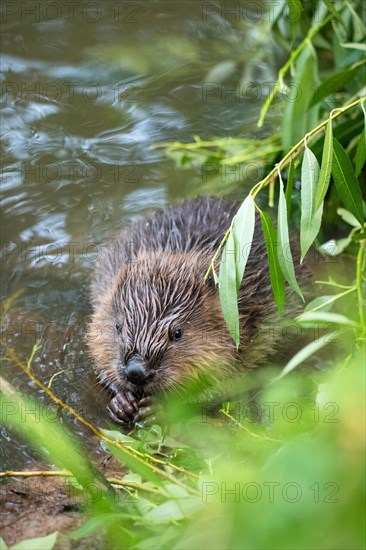 European beaver - Photo12-imageBROKER-Farina Grassmann