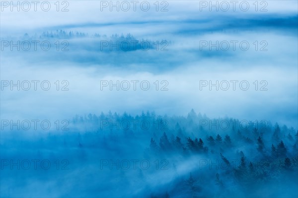 View of forest with morning fog at dusk - Photo12-imageBROKER-AVTG