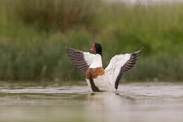Common Shelduck - Photo12-imageBROKER-FLPA-Paul Sawer