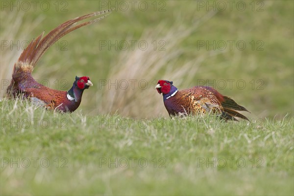 Common Pheasant - Photo12-imageBROKER-FLPA-Phil McLean