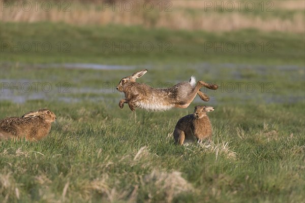 European Hare - Photo12-imageBROKER-FLPA-Paul Sawer