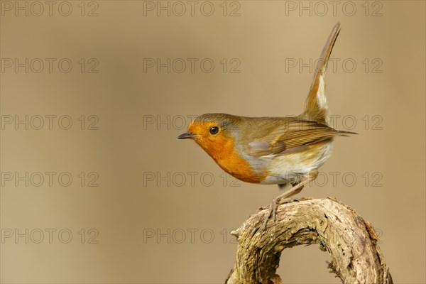 European Robin - Photo12-imageBROKER-FLPA-Simon Litten