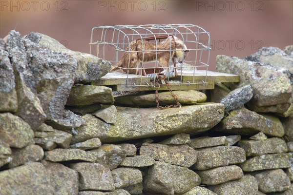 Dead Stoat - Photo12-imageBROKER-FLPA-Phil McLean