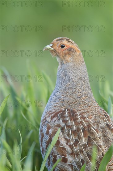 Grey Partridge - Photo12-imageBROKER-FLPA-Phil McLean