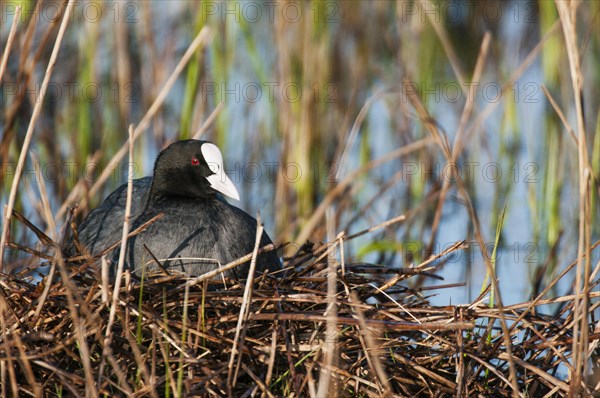 Common Coot - Photo12-imageBROKER-FLPA-Robert Canis