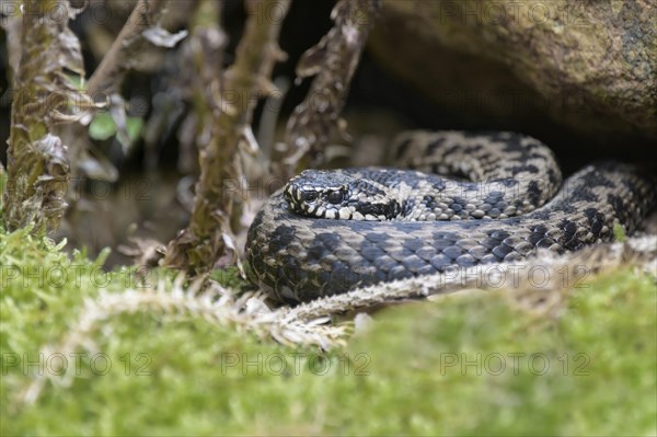 Common european viper - Photo12-imageBROKER-Christoph Bosch