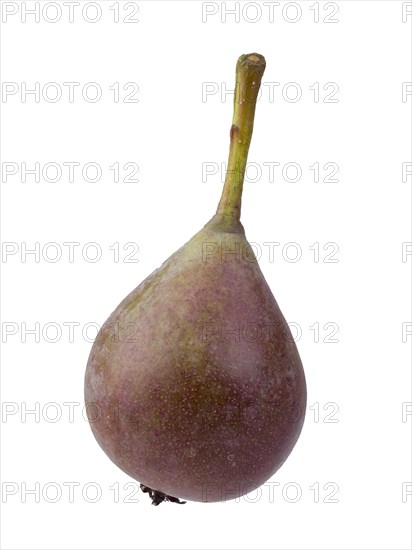 Pear variety Blood pear - Photo12-imageBROKER-Ottfried Schreiter