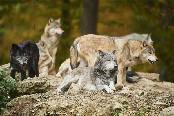 Eastern wolf (Canis lupus lycaon) - Photo12-imageBROKER-David & Micha ...