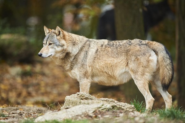 Eastern wolf (Canis lupus lycaon) - Photo12-imageBROKER-David & Micha ...