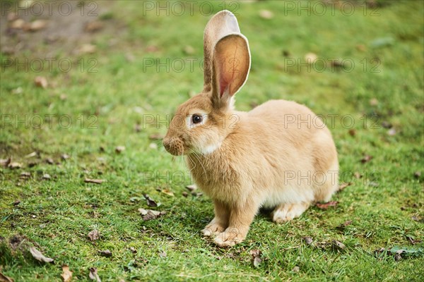 Domesticated rabbit (Oryctolagus cuniculus forma domestica) on a meadow ...