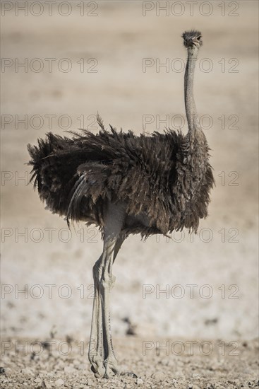 Common ostrich - Photo12-imageBROKER-Matthias Graben
