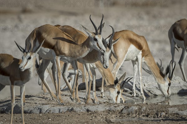 Springboks - Photo12-imageBROKER-Matthias Graben