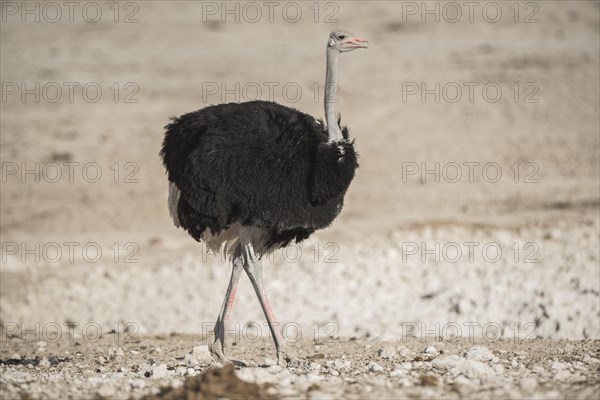 Common ostrich - Photo12-imageBROKER-Matthias Graben