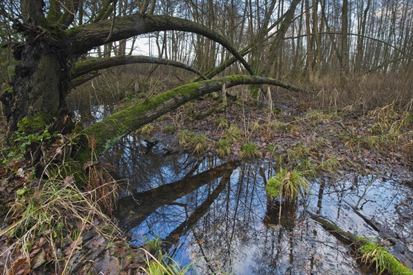 alder marsh - Photo12-imageBROKER-Erhard Nerger