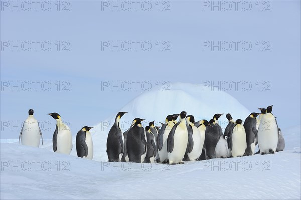 Emperor penguins - Photo12-imageBROKER-Raimund Linke