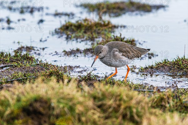 Common Redshank - Photo12-imageBROKER-Maciej Olszewski