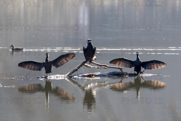 Great cormorants - Photo12-imageBROKER-Wilfried Martin