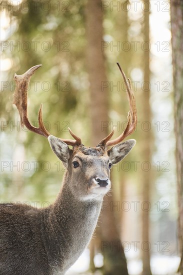 European fallow deer - Photo12-imageBROKER-David & Micha Sheldon