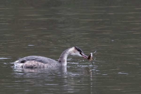Great crested grebe - Photo12-imageBROKER-Wilfried Martin