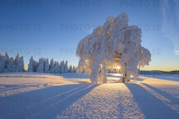 Snow covered beech tree - Photo12-imageBROKER-Raimund Linke