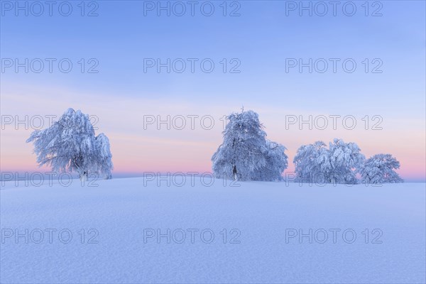 Snow covered beech trees - Photo12-imageBROKER-Raimund Linke