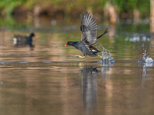 Moorhen or Marsh Hen - Photo12-imageBROKER-Maciej Olszewski
