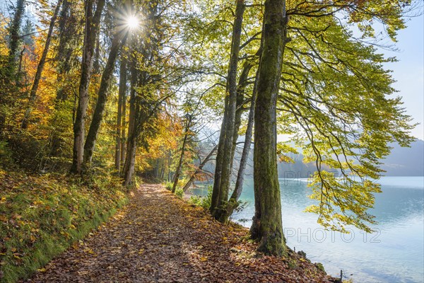 Lakeside path through autumn forest with sun - Photo12-imageBROKER ...
