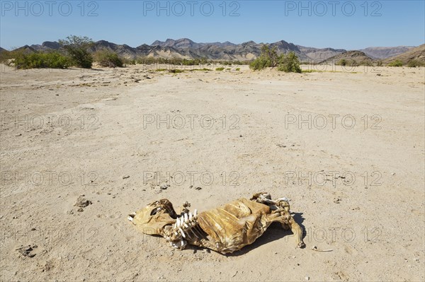 Carcass of a farm animal that fell victim to the long lasting drought ...
