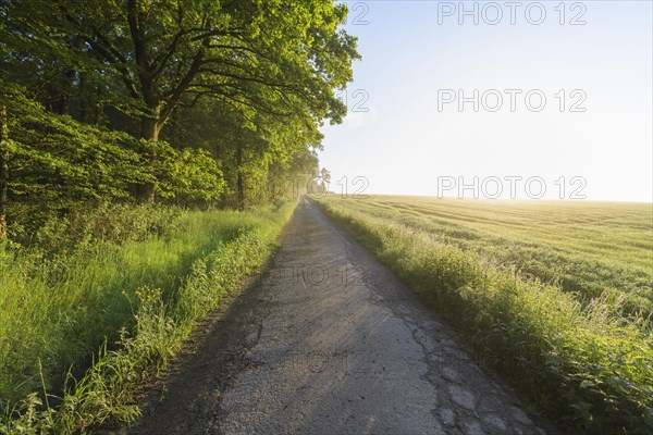 Country lane on forest edge with morning light - Photo12-imageBROKER ...