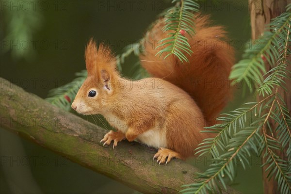 Eurasian red squirrel - Photo12-imageBROKER-David & Micha Sheldon
