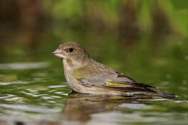 European greenfinch - Photo12-imageBROKER-Juergen & Christine Sohns