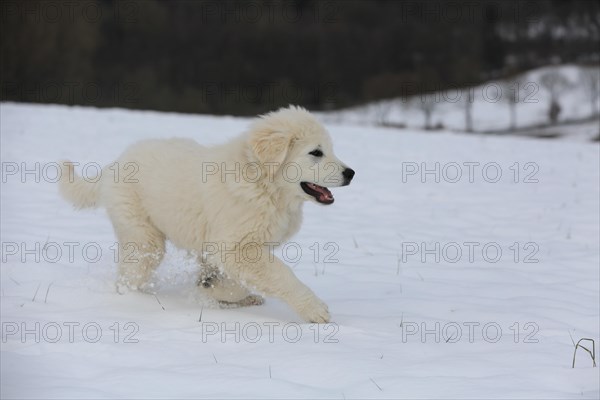 Podhalanski puppy playing running in the snow - Photo12-imageBROKER ...