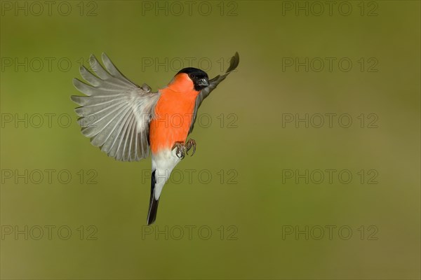 Eurasian bullfinch - Photo12-imageBROKER-Burkhard Sauskojus