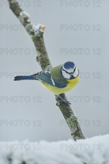 Eurasian blue tit - Photo12-imageBROKER-David & Micha Sheldon