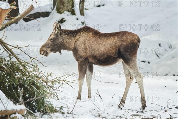 European elk - Photo12-imageBROKER-David & Micha Sheldon