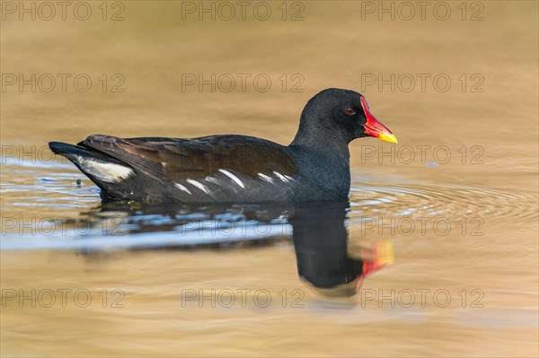 Moorhen or Marsh Hen - Photo12-imageBROKER-Maciej Olszewski