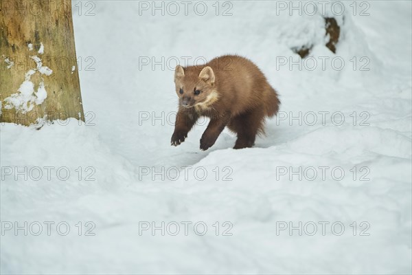 European pine marten - Photo12-imageBROKER-David & Micha Sheldon
