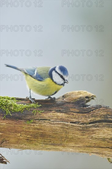 Eurasian blue tit - Photo12-imageBROKER-David & Micha Sheldon