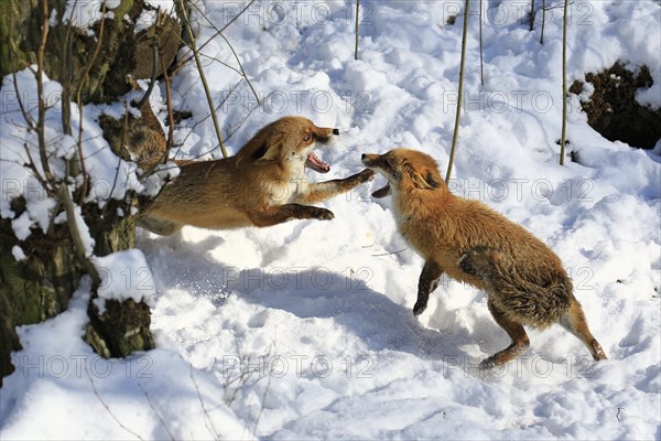 Red foxes - Photo12-imageBROKER-Hans Kuczka