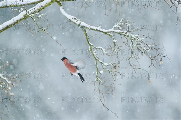 Eurasian bullfinch - Photo12-imageBROKER-David & Micha Sheldon