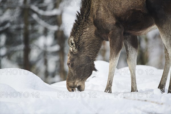 European elk - Photo12-imageBROKER-David & Micha Sheldon