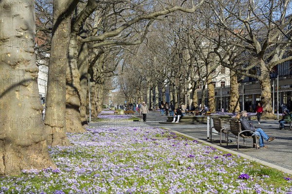 Blooming crocus meadows under the plane trees - Photo12-imageBROKER ...