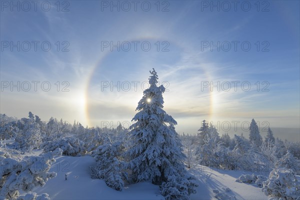 Snow covered coniferous trees with halo and sun in winter - Photo12 ...